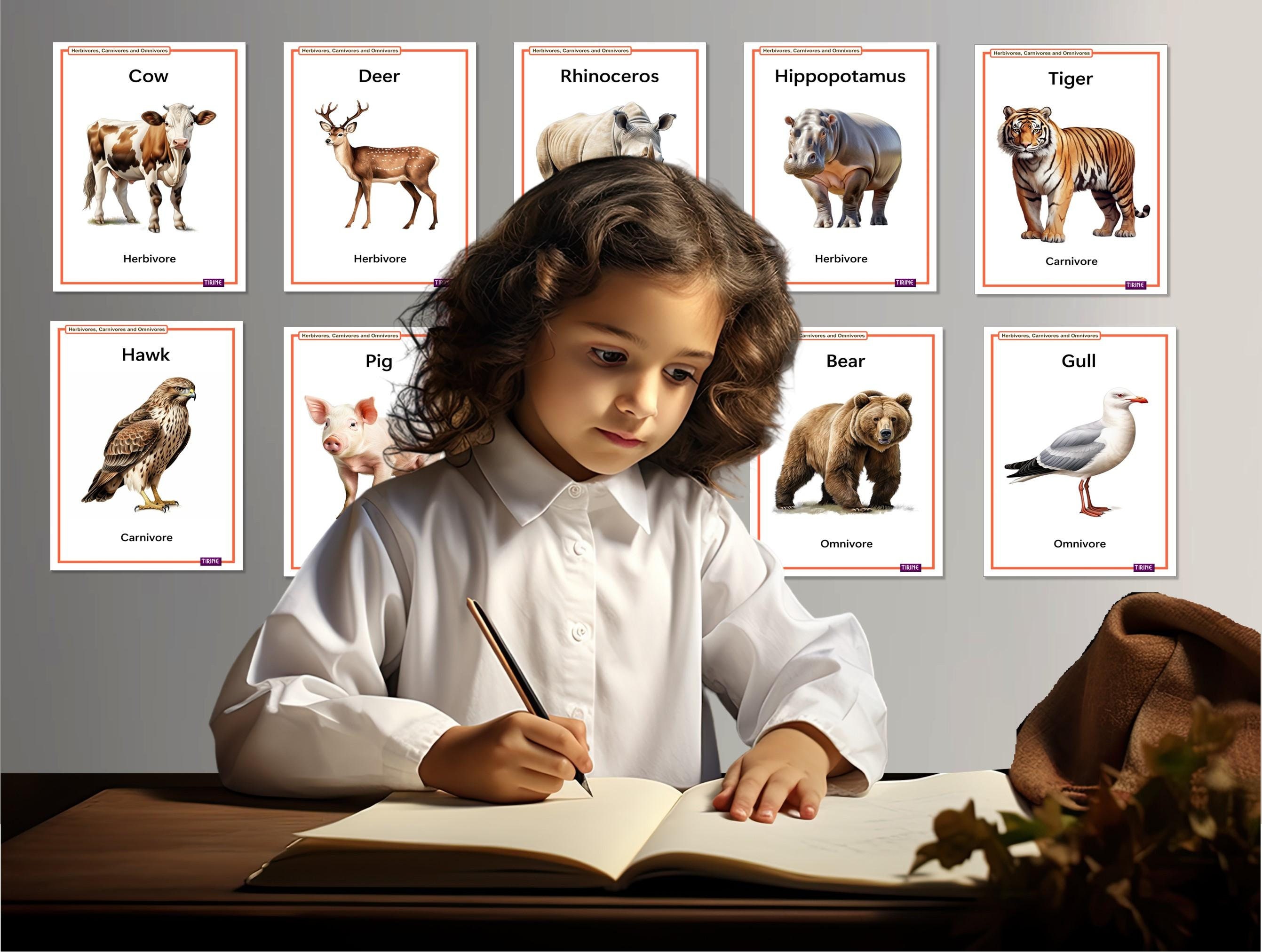 Classifying Common Animals, Junior Science, Classroom Posters, Ages 5-6 ...
