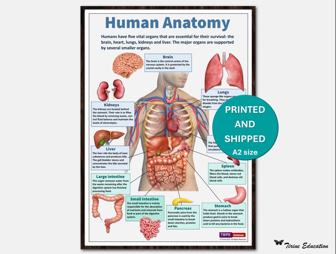Human Anatomy A2 Human Biology. Middle School, High School Science ...