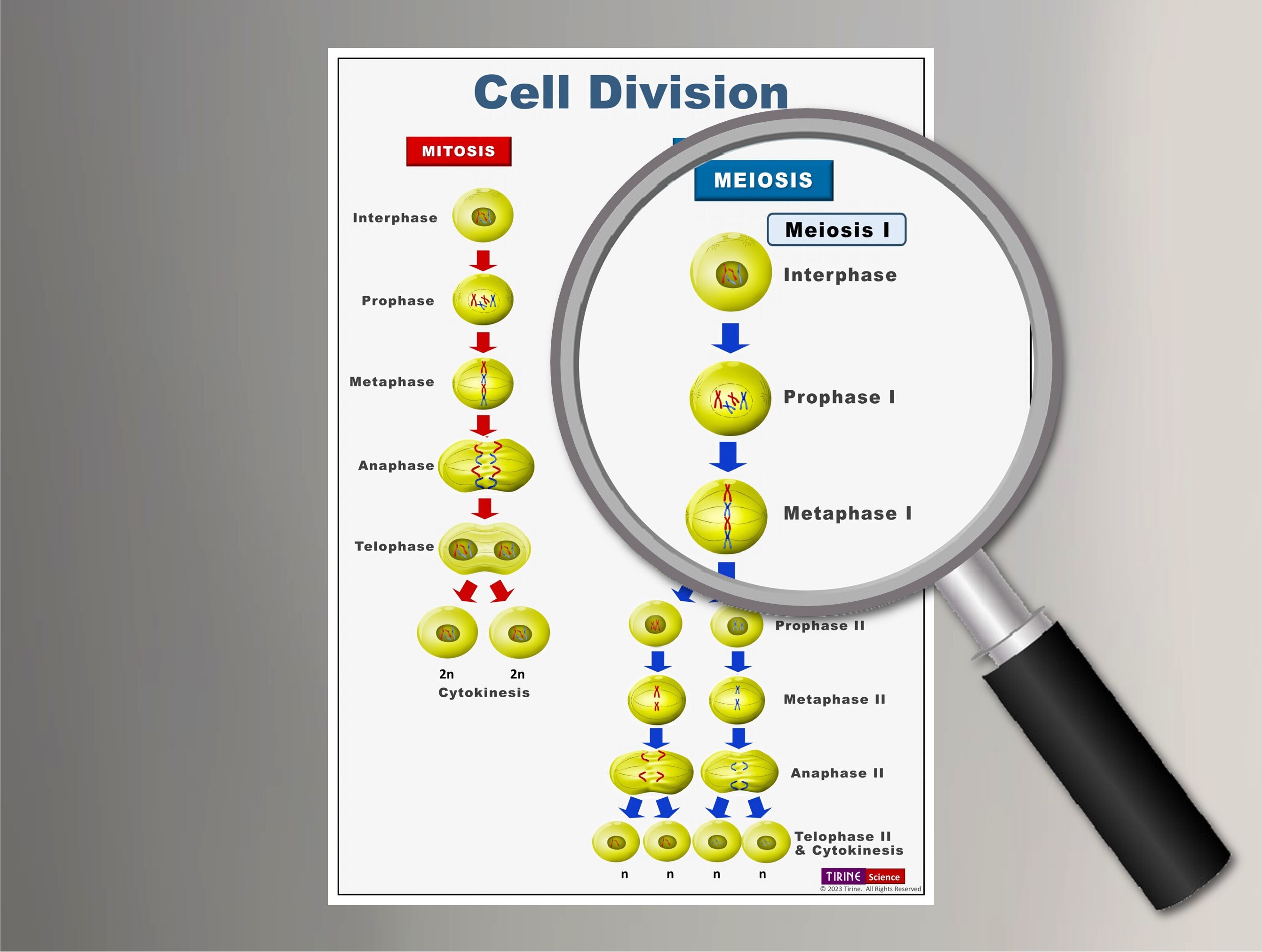 Cell Division Poster, Meiosis, Mitotis, Biology Poster, High School ...
