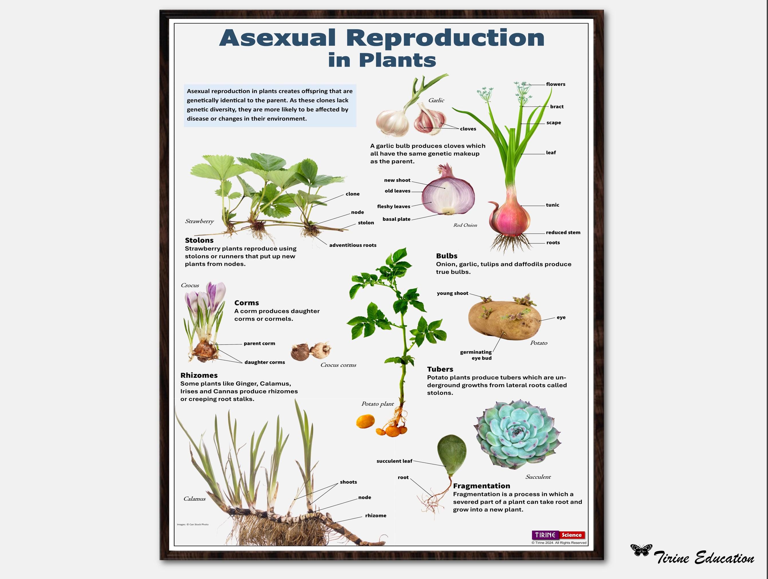 Asexual Reproduction in Plants Poster, Science Biology, Middle School ...