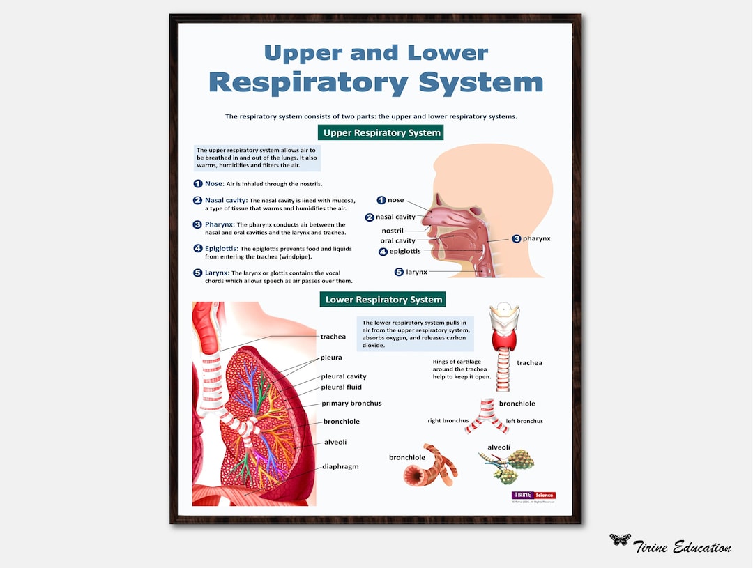 Respiratory System Poster, Human Anatomy, Human Biology Science, Upper ...
