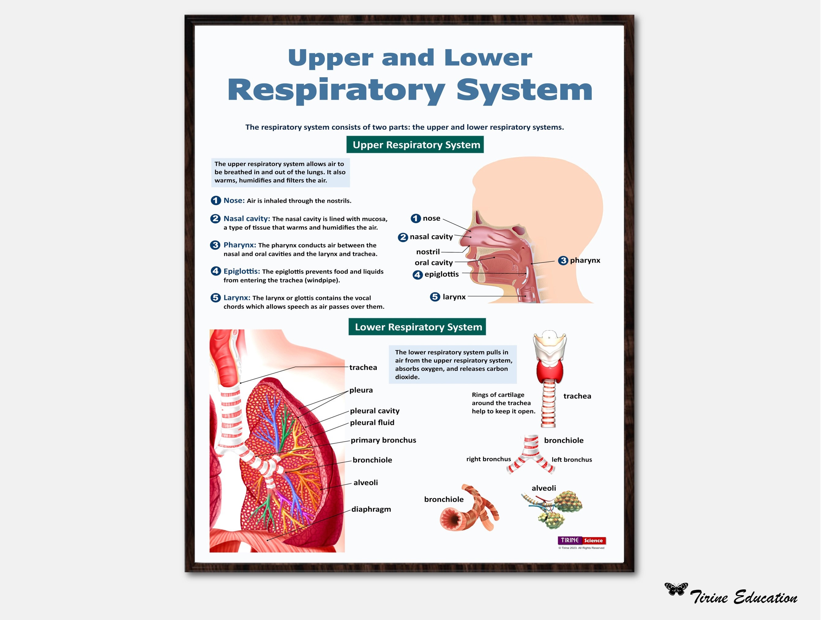 Respiratory System Poster, Human Anatomy, Human Biology Science, Upper ...
