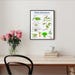 Plant Structure Poster, Science Biology, Middle School, High School ...