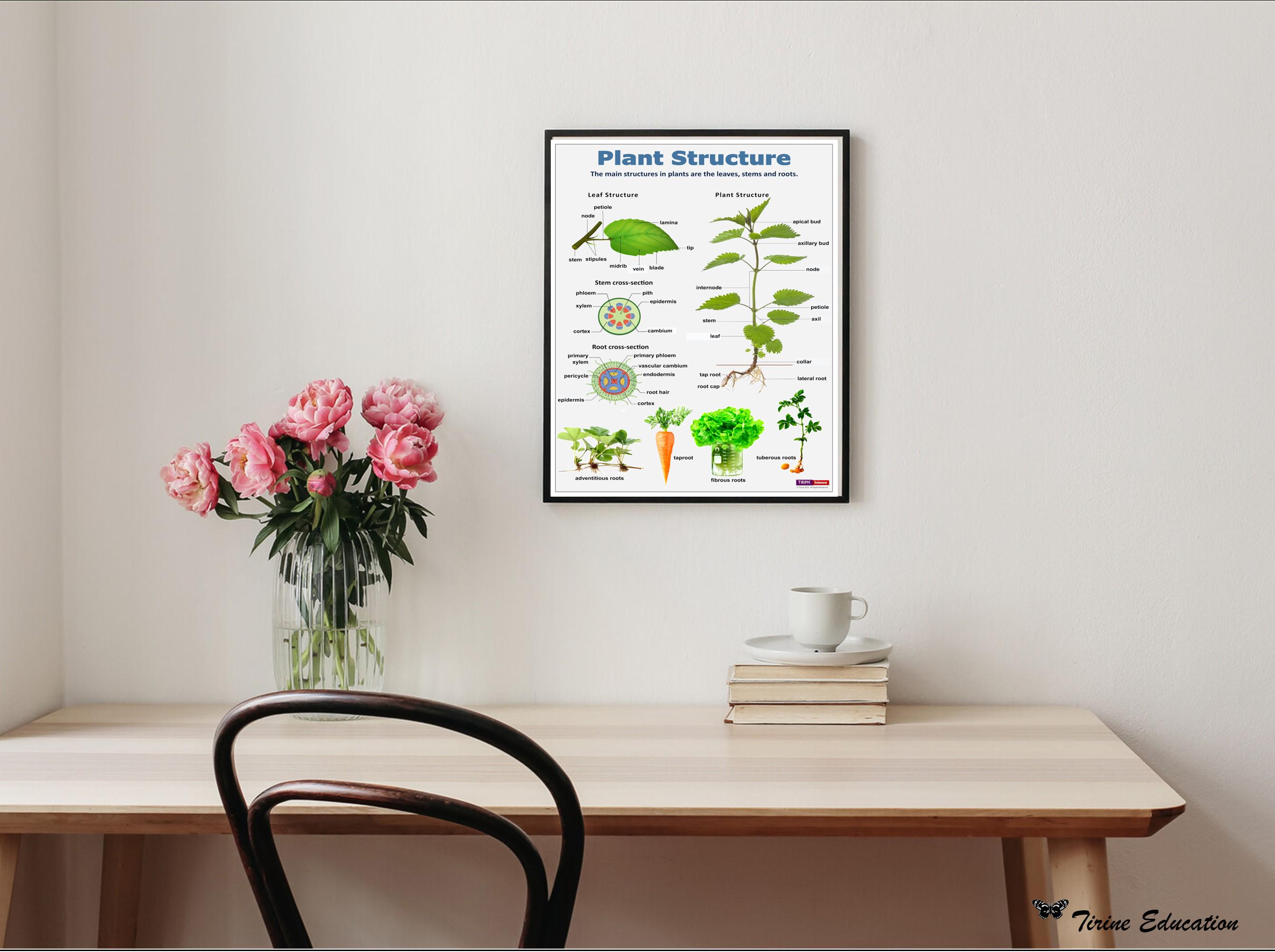 Plant Structure Poster, Science Biology, Middle School, High School ...