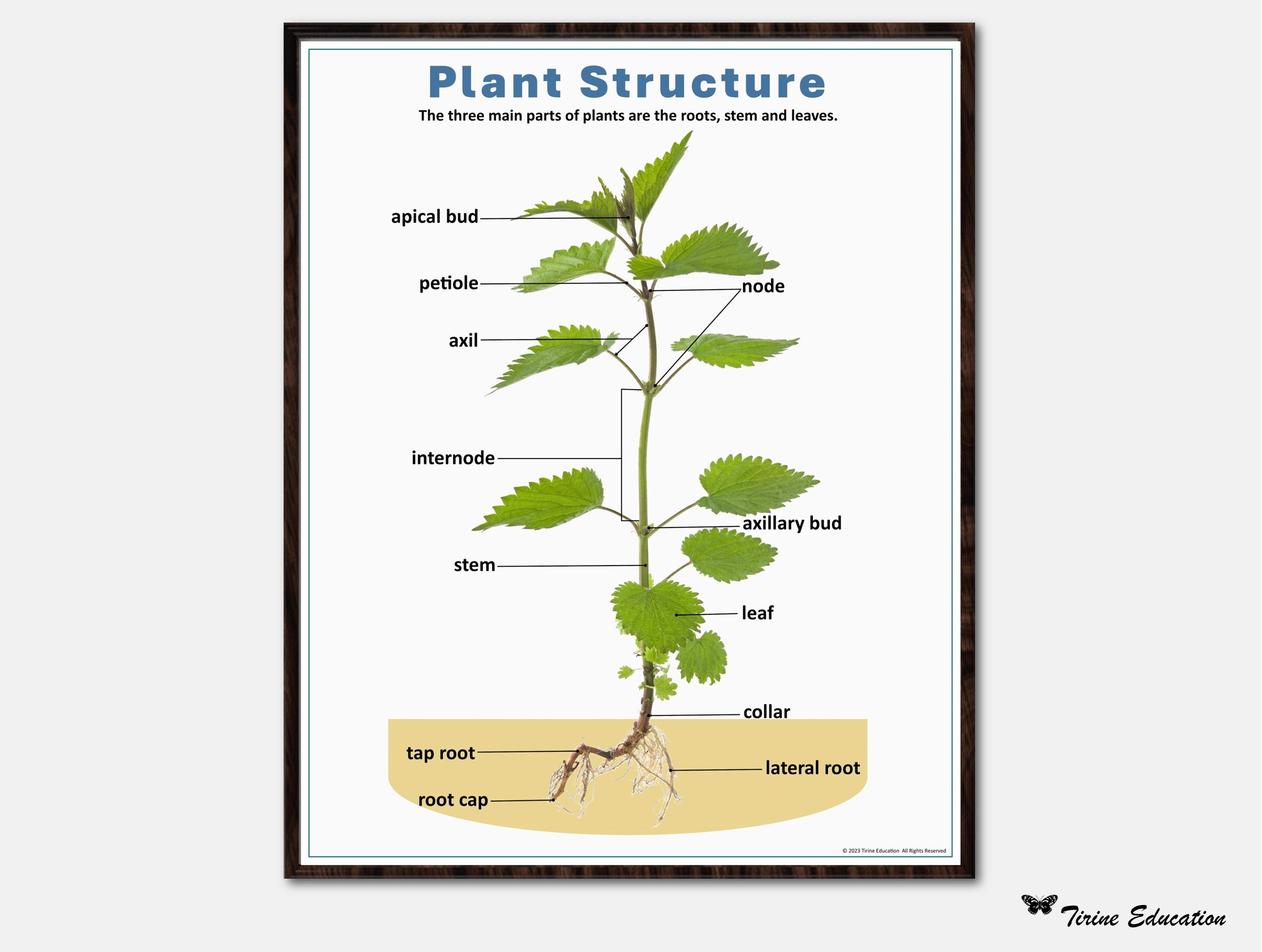 Plants Science Biology 7-poster Set, High School Science, Biology ...