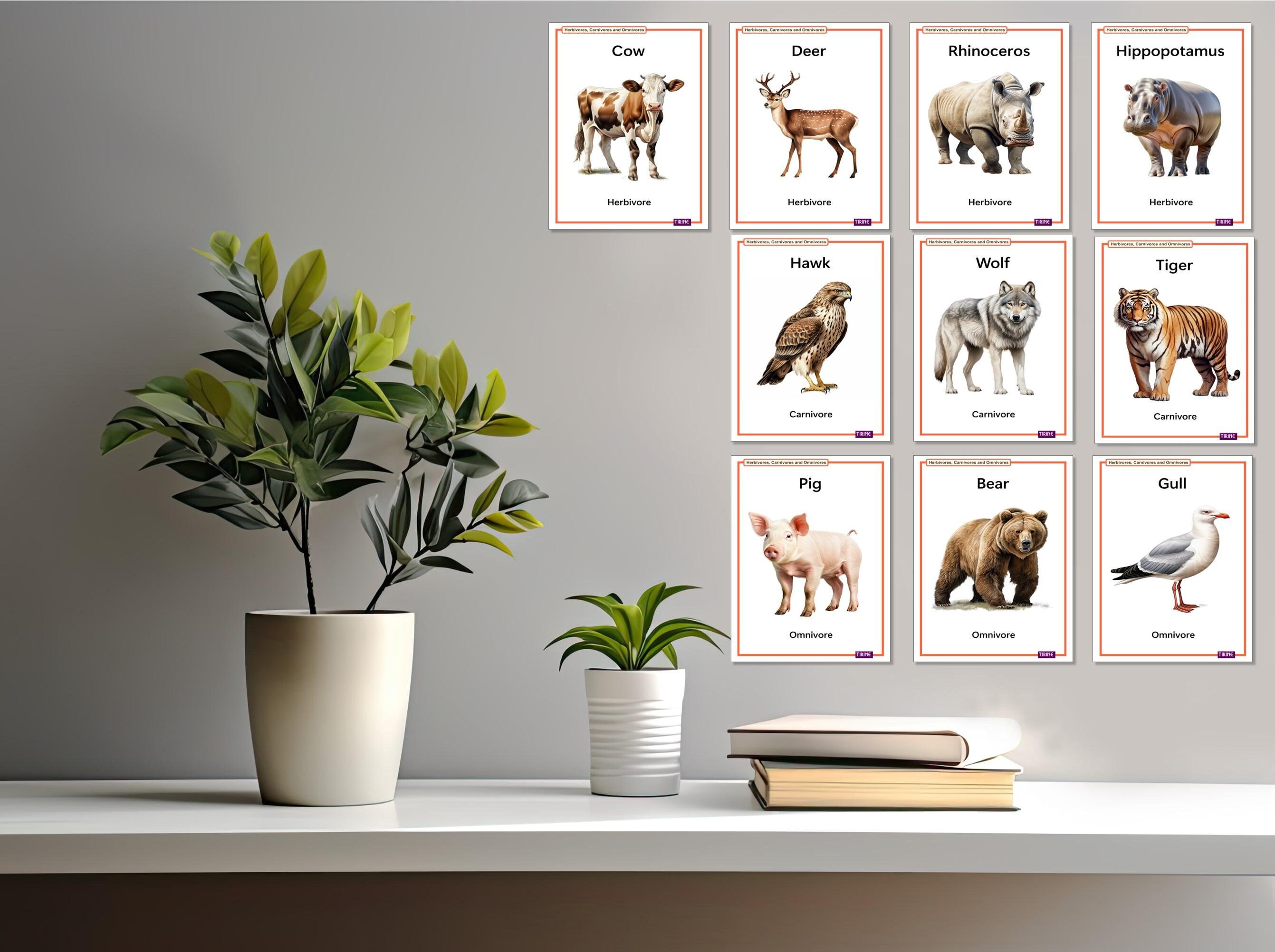 Classifying Common Animals, Junior Science, Classroom Posters, Ages 5-6 ...