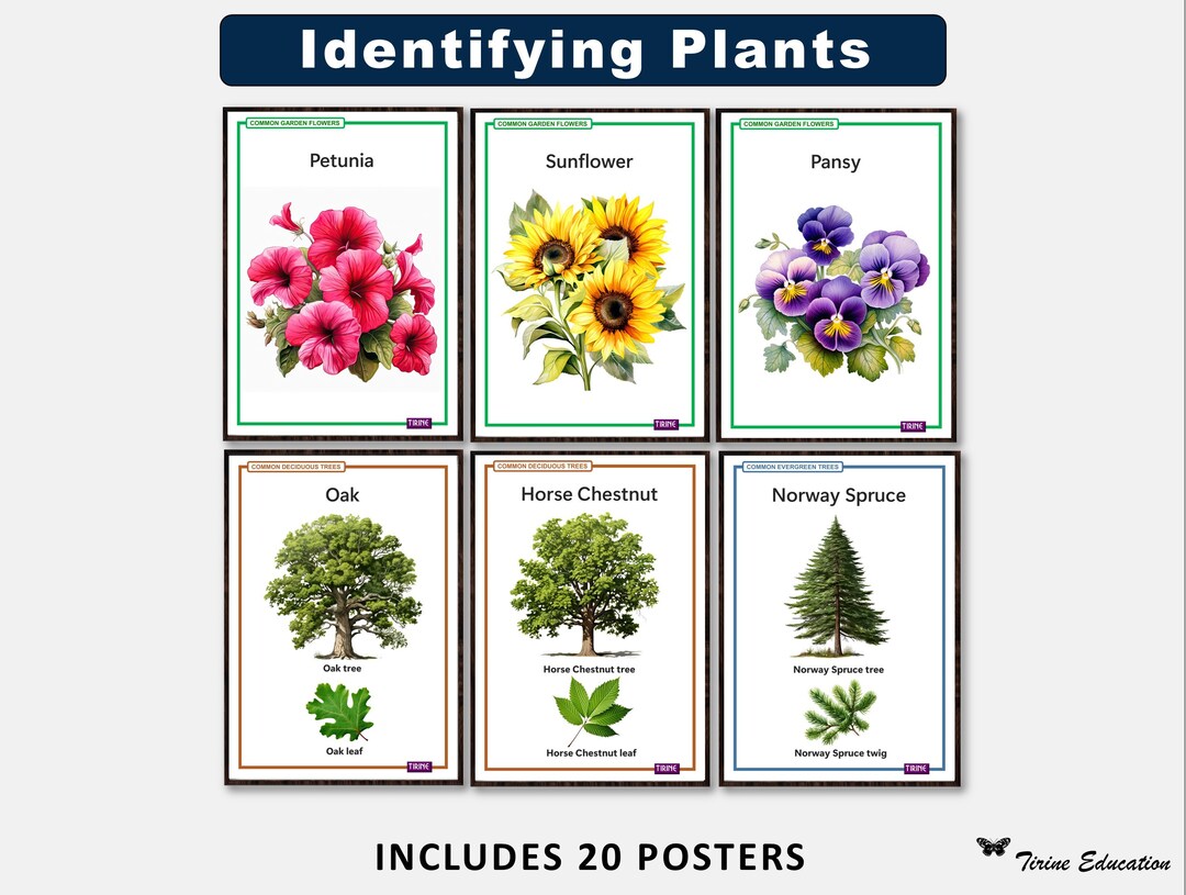 Identifying Common Plants and Trees, Junior Science, Classroom Poster ...