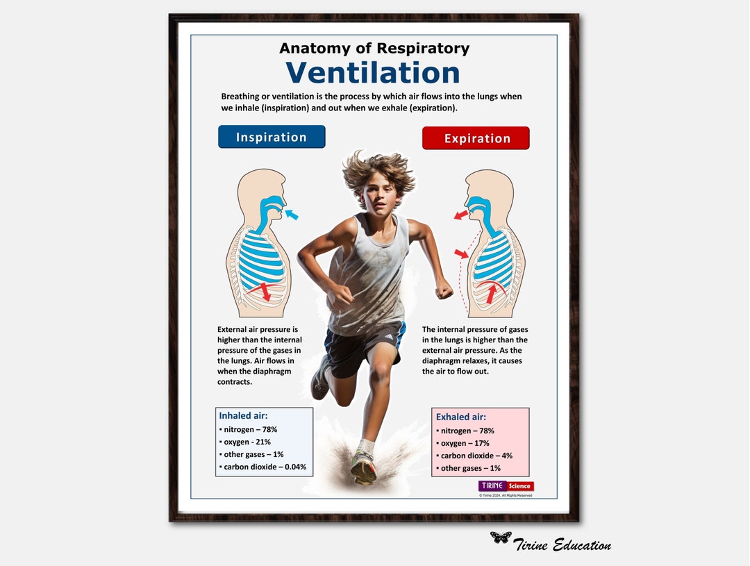 Anatomy of Respiratory Ventilation Poster, Respiratory System, High ...