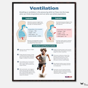 Respiratory System Poster Set, Human Biology Science Poster Set ...