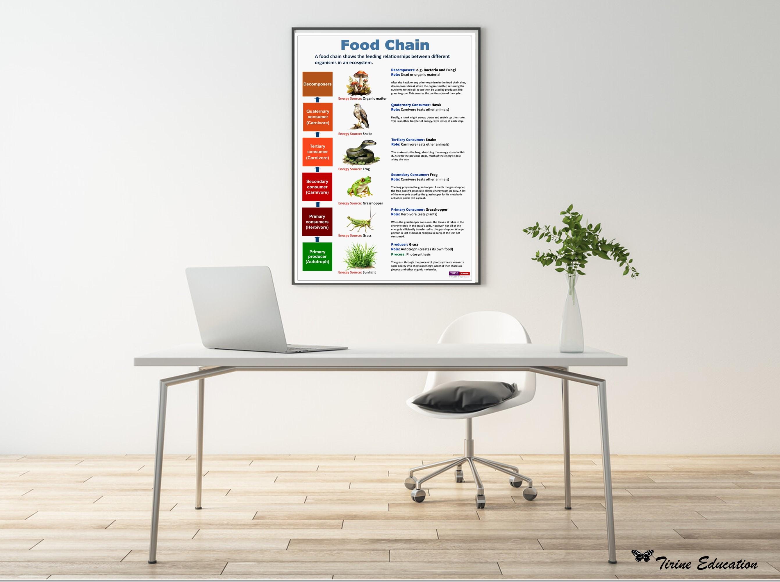Food Chain Poster, Biology Poster, High School Science, Food Chain ...