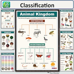 Biology Poster, Printable, Digital, Biological Classification, Science ...