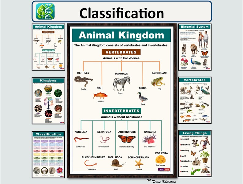 Biology Poster, Printable, Digital, Biological Classification, Science ...