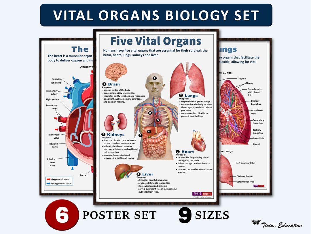 Vital Organs Poster Set, Human Biology, Human Anatomy, Science Posters ...