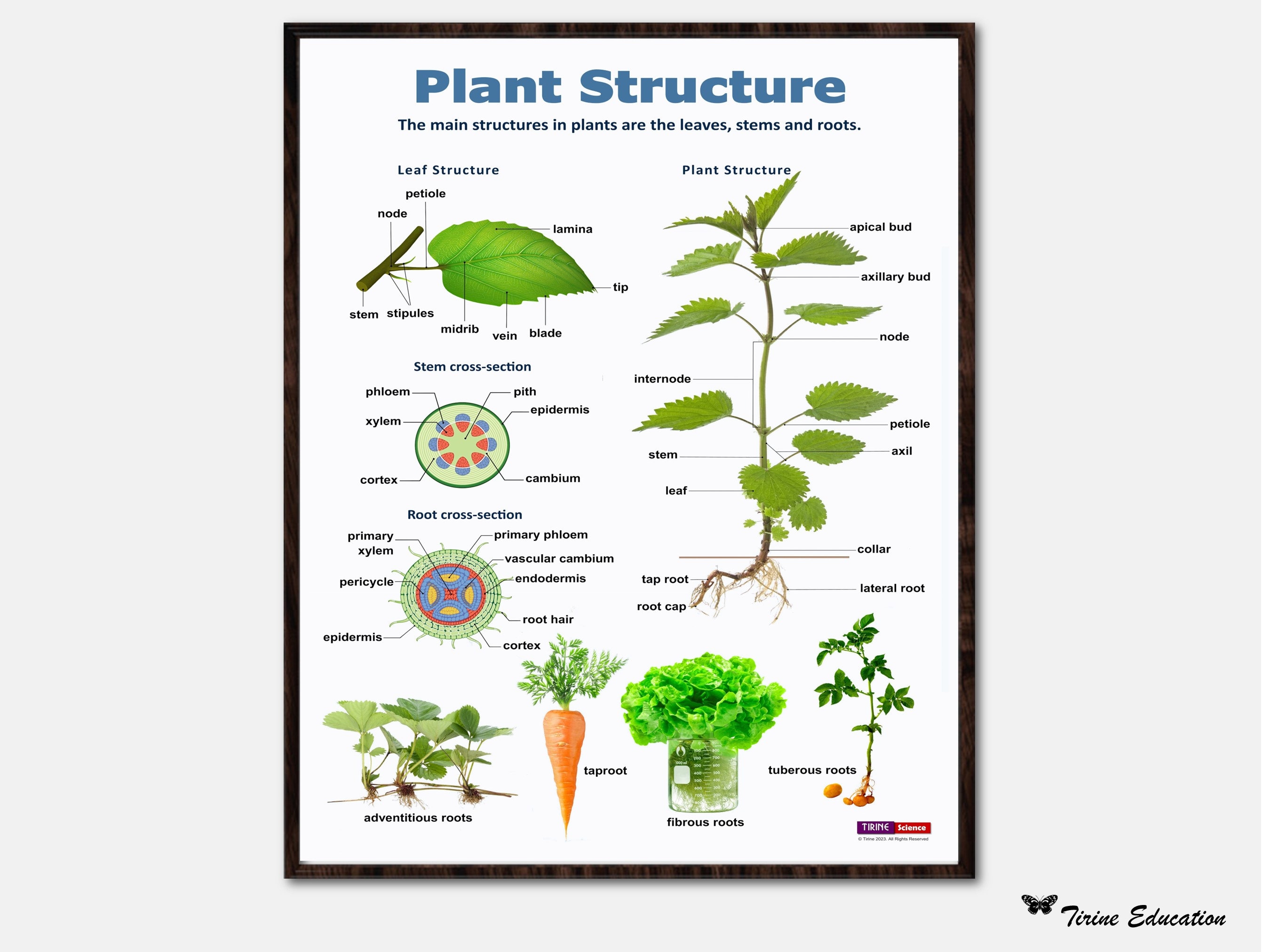 Plant Structure Science Biology Poster, Educational Science Wall Art ...