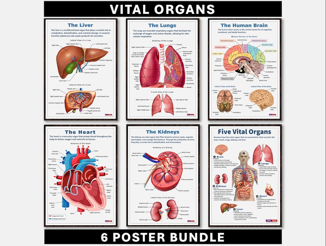 Vital Organs 6 Poster Set, Human Biology, Human Anatomy, Science Poster. High School Science ...