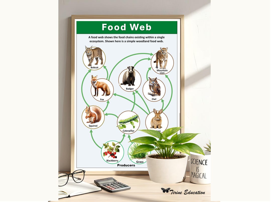 Food Web Diagram, Science Poster Printable Middle School STEM Classroom ...