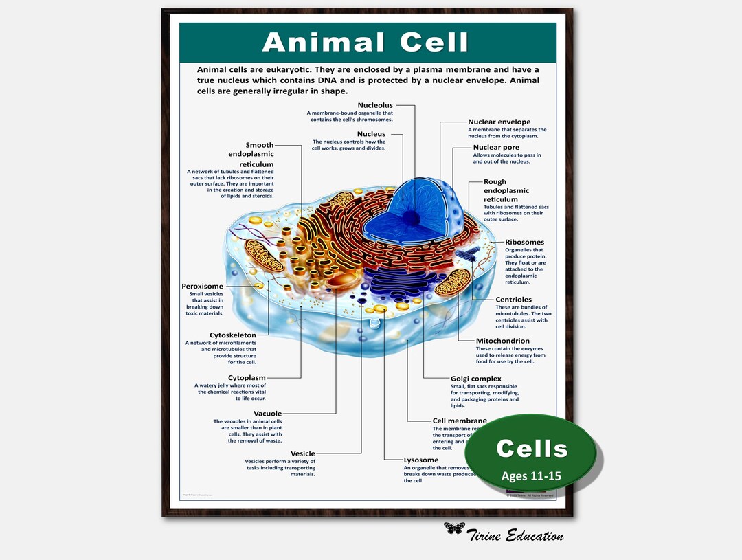 Animal Cell Classroom Poster – Engaging Science Classroom Decor ...