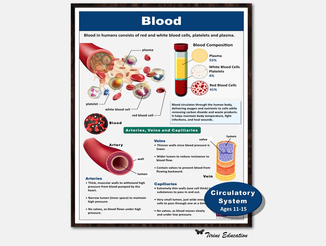 Blood and Circulation Classroom Poster – Engaging Science Classroom ...