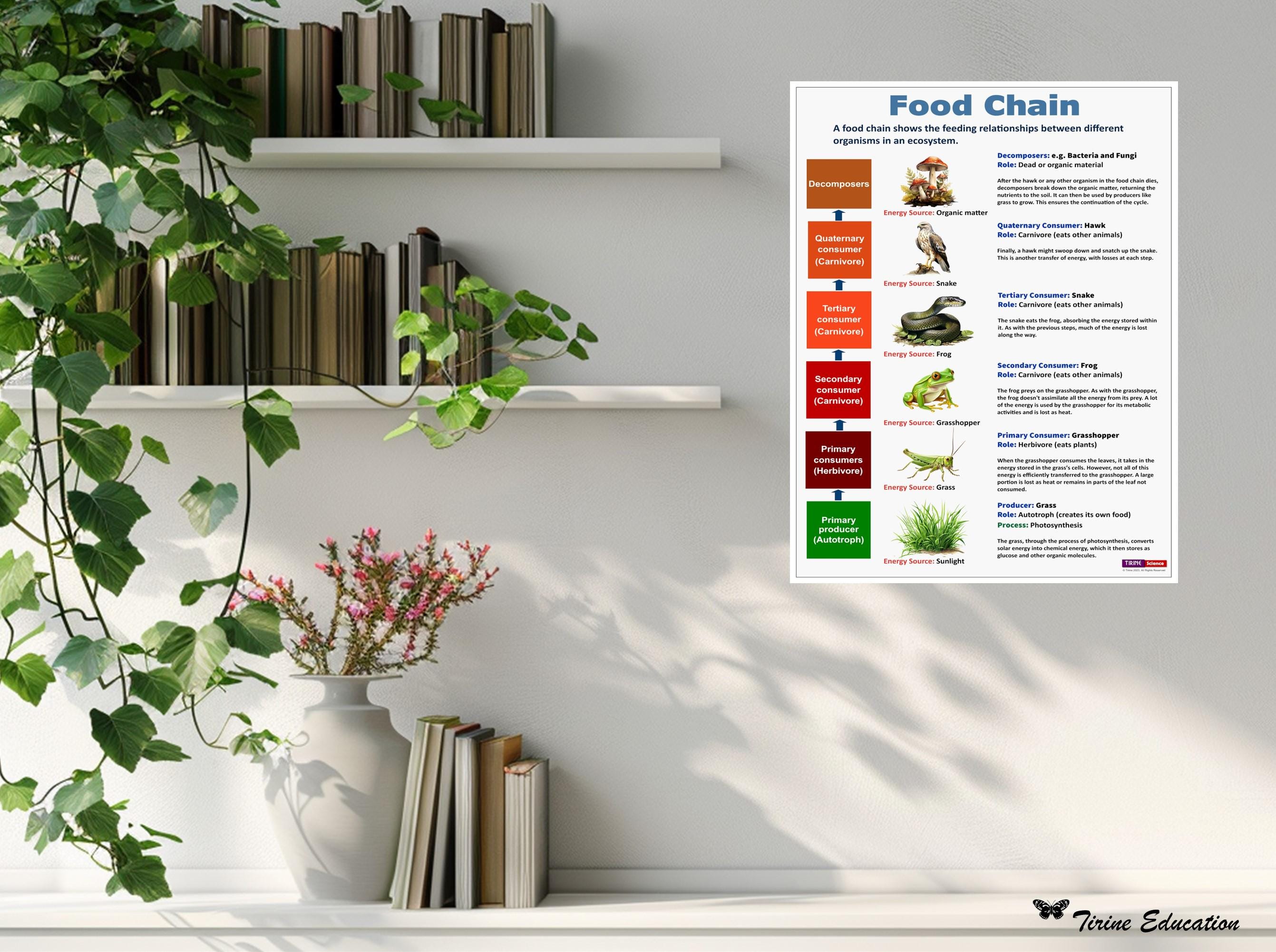 Food Web Poster Set, Biology Poster, High School Science, Food Chain ...