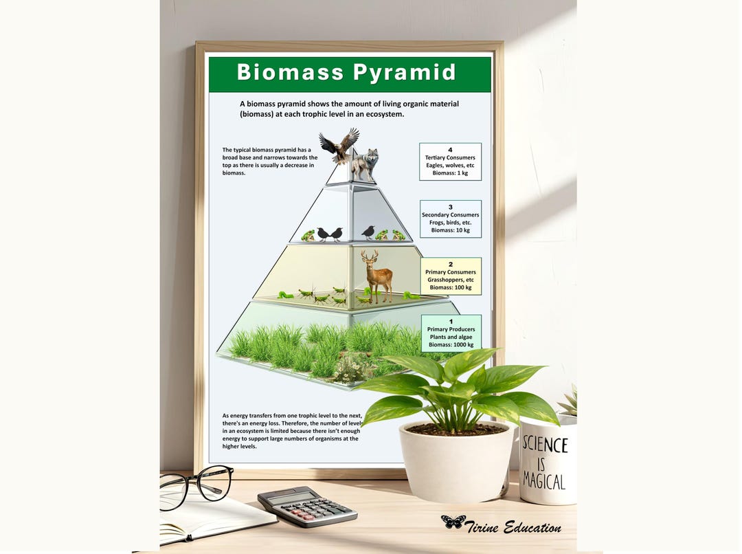 Biomass Pyramid Poster, Trophic Levels, Energy Transfer, Science ...