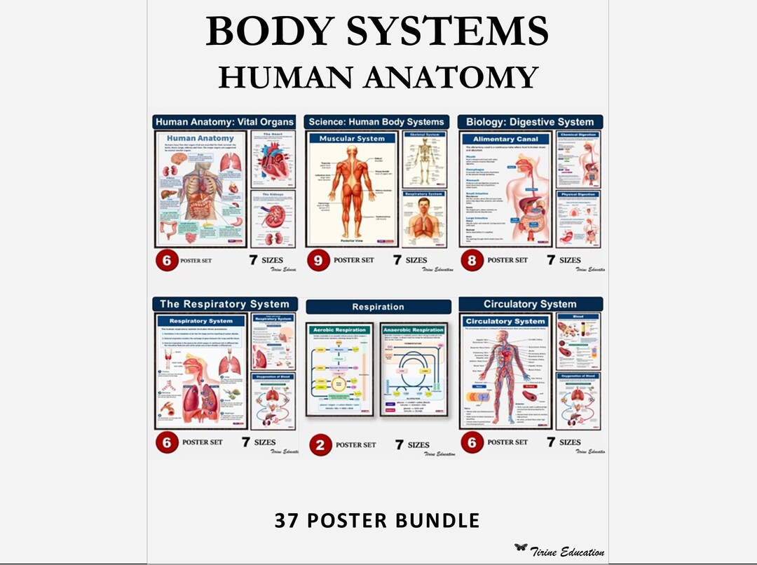 Human Anatomy Posters: Body Systems Biology Bundle (digital Download ...