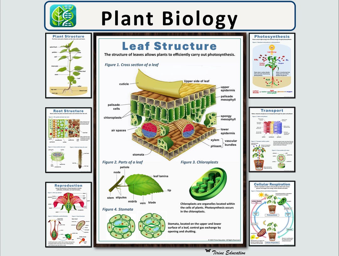 Internal Structure Of A Leaf And Its Function