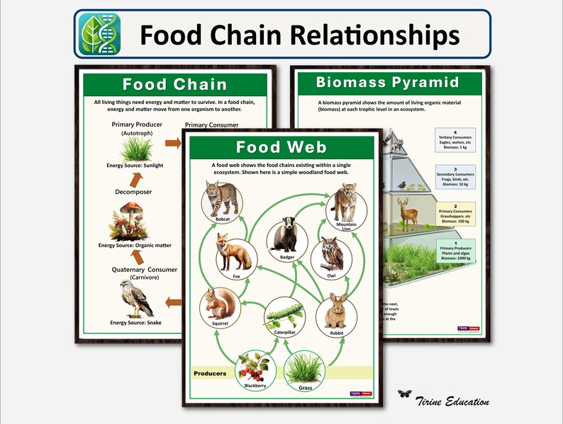 Food Web Relationships, 3 Posters, 7 Sizes, Middle or High School ...