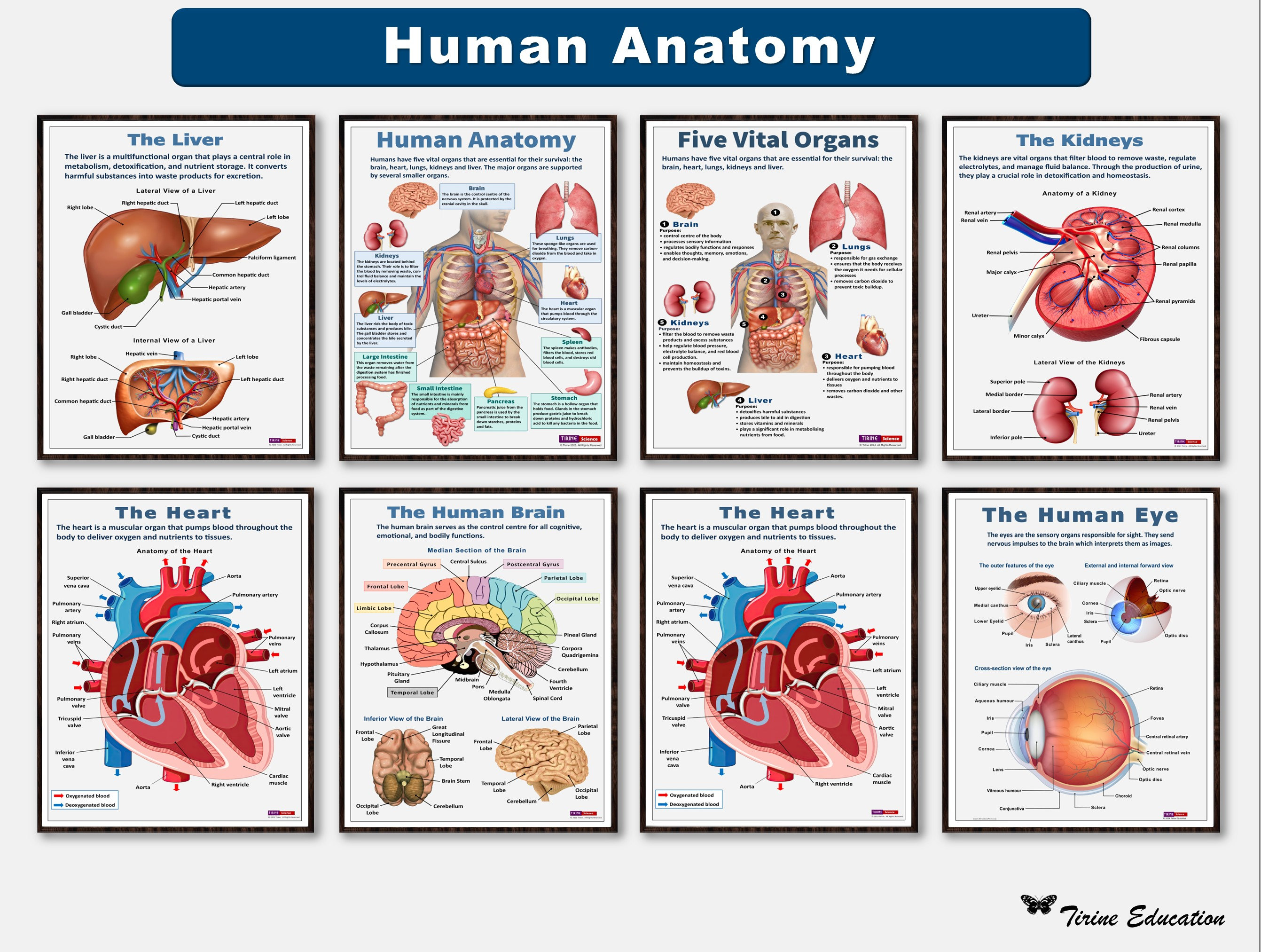 Human Anatomy 16 Poster Set, Human Biology, Human Anatomy, Science ...