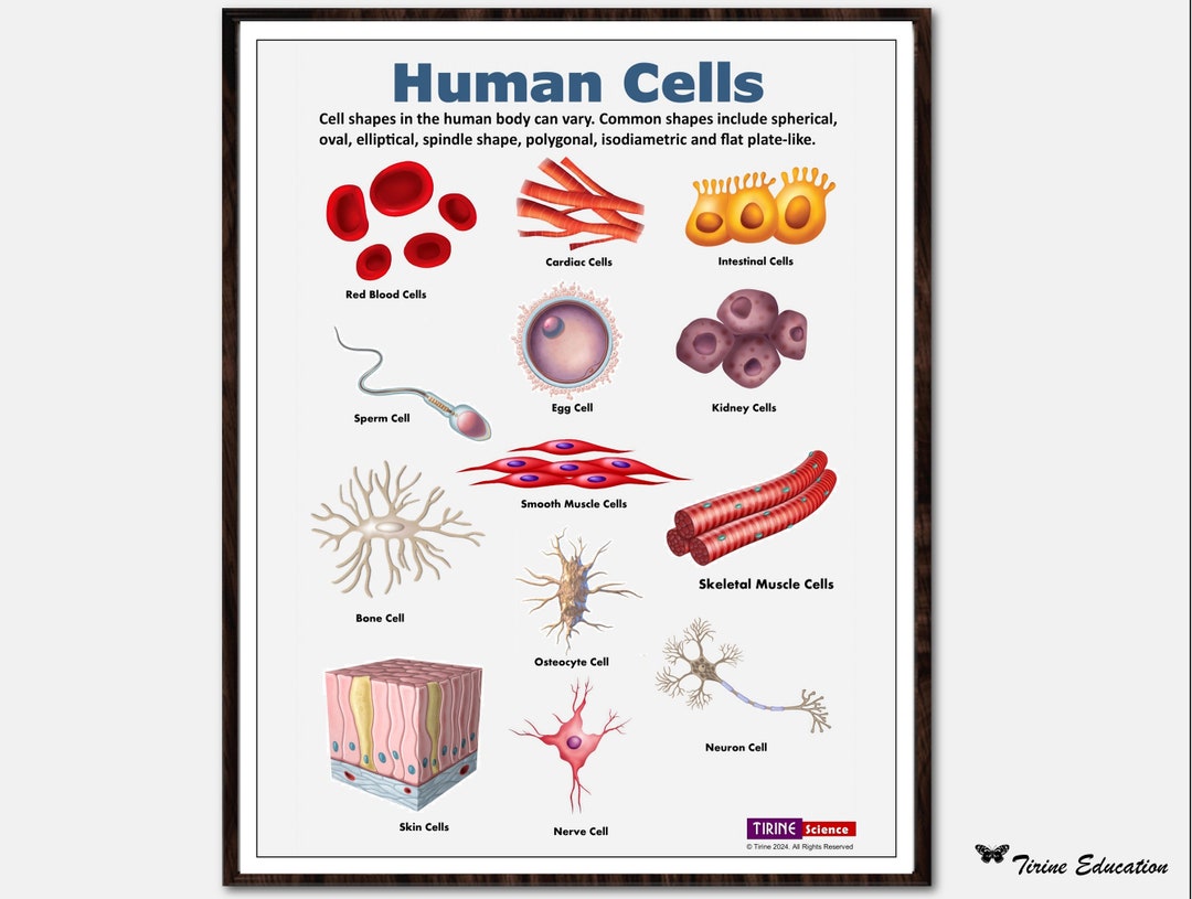 Human Cells, Science Biology Poster, Educational Science Poster ...