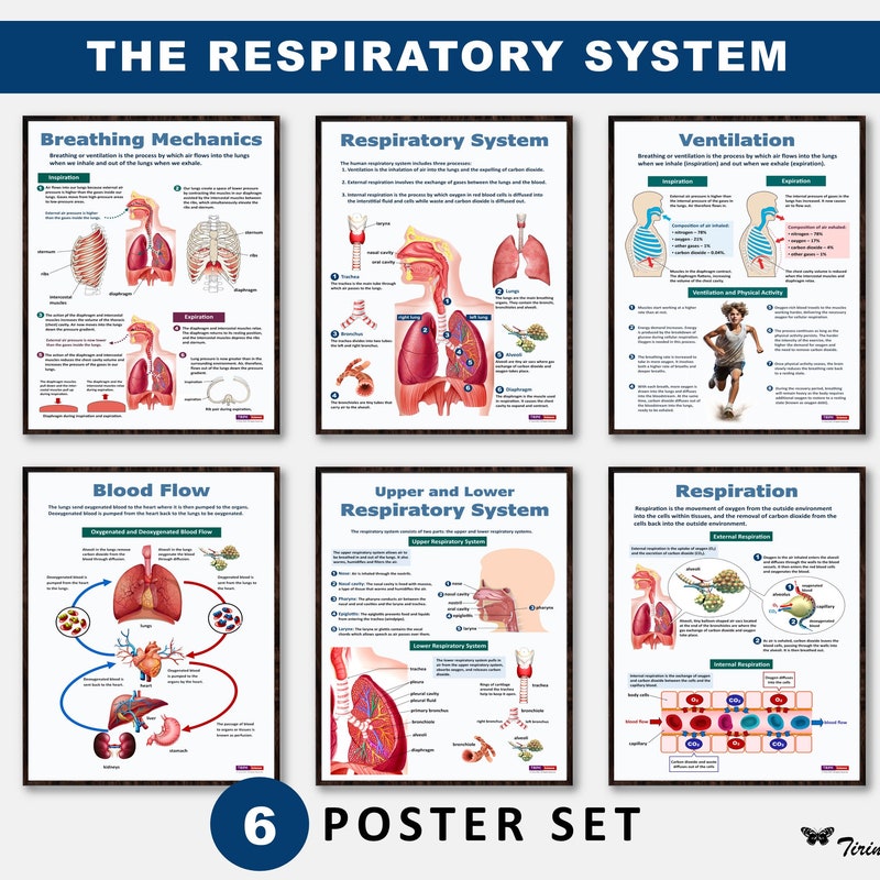 Respiratory System Poster for Classroom - Etsy