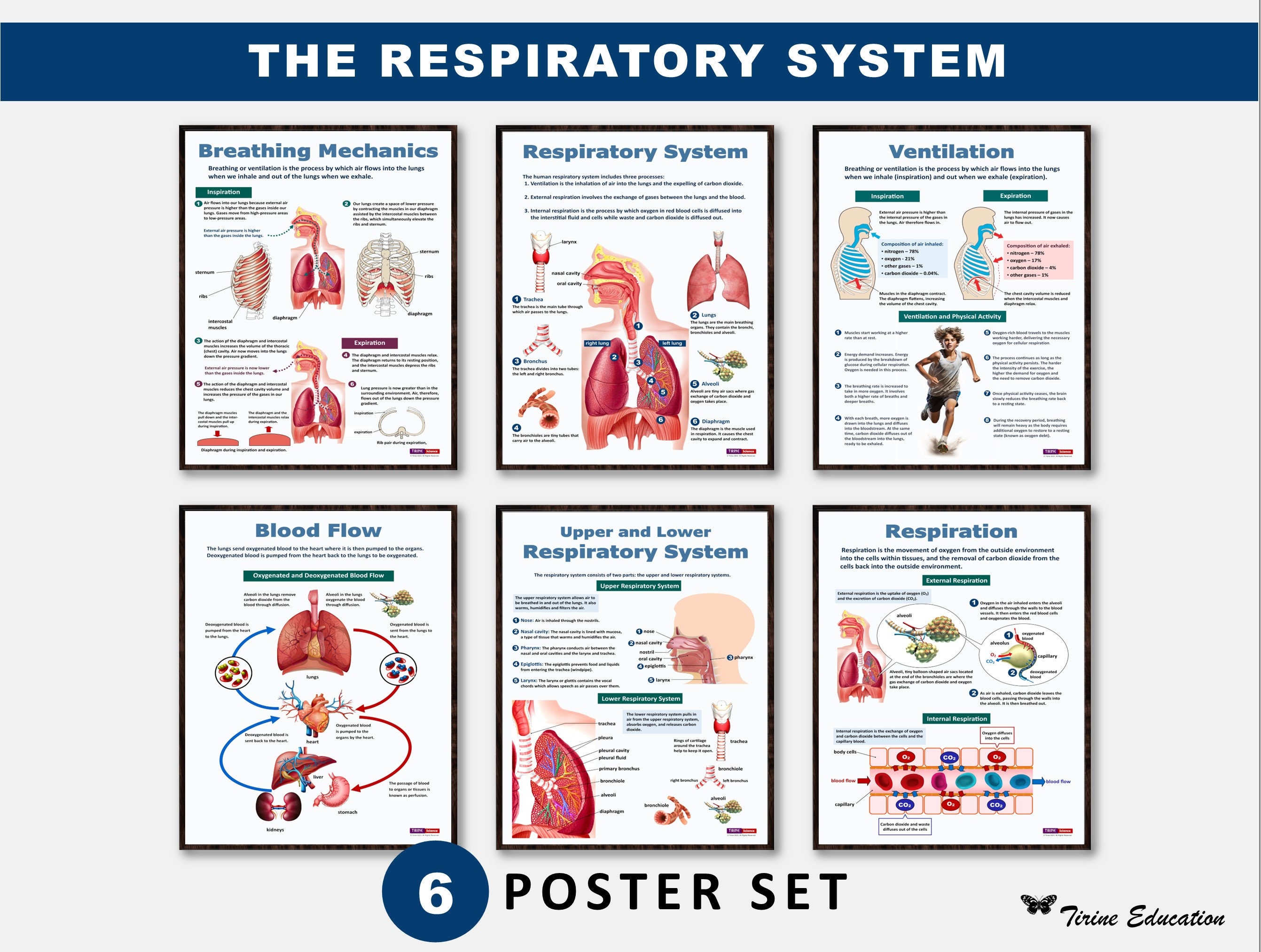 Respiratory System Poster Set, Human Biology Science Poster Set ...