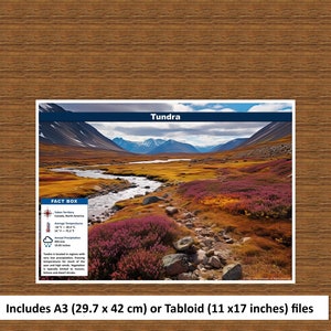 Terrestrial Biomes Classroom Display Set, Biology Posters, Middle and ...