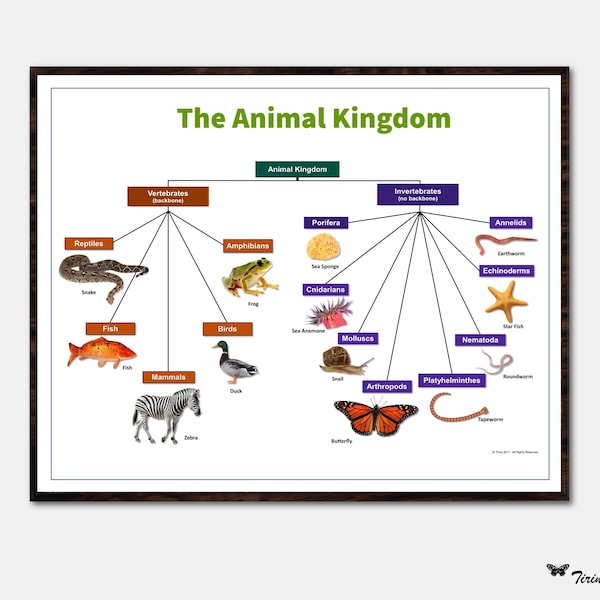 Biology Poster - Etsy