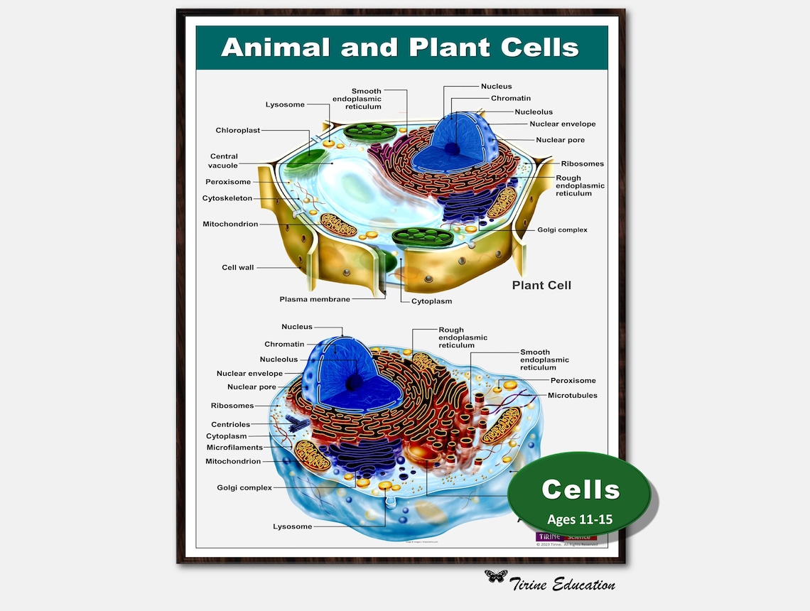 Animal and Plant Cells Classroom Poster – Engaging Science Classroom ...
