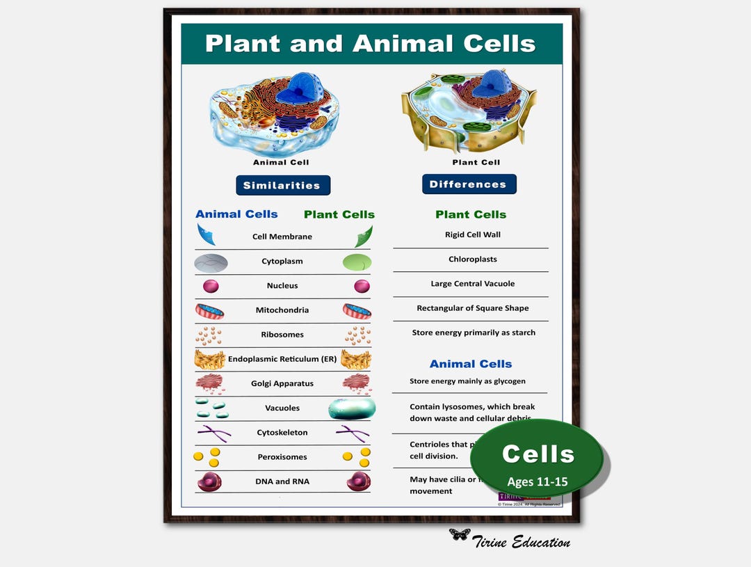 Plant & Animal Cells Classroom Poster – Engaging Science Biology ...