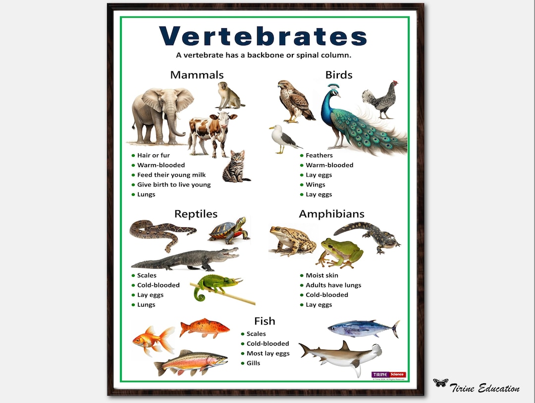 Vertebrates, Classification, Biology Science Poster, Junior Science ...