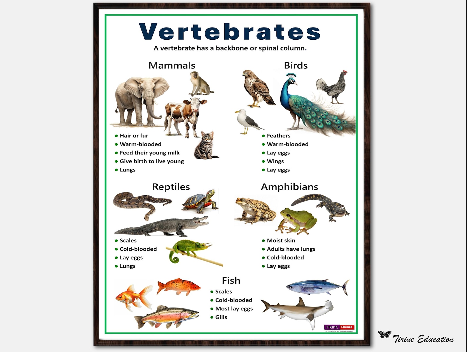 Vertebrates, Classification, Biology Science Poster, Junior Science ...