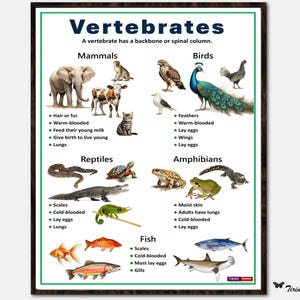 Vertebrates, Classification, Biology Science Poster, Junior Science ...