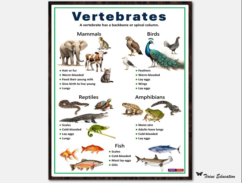 Vertebrates, Classification, Biology Science Poster, Junior Science ...