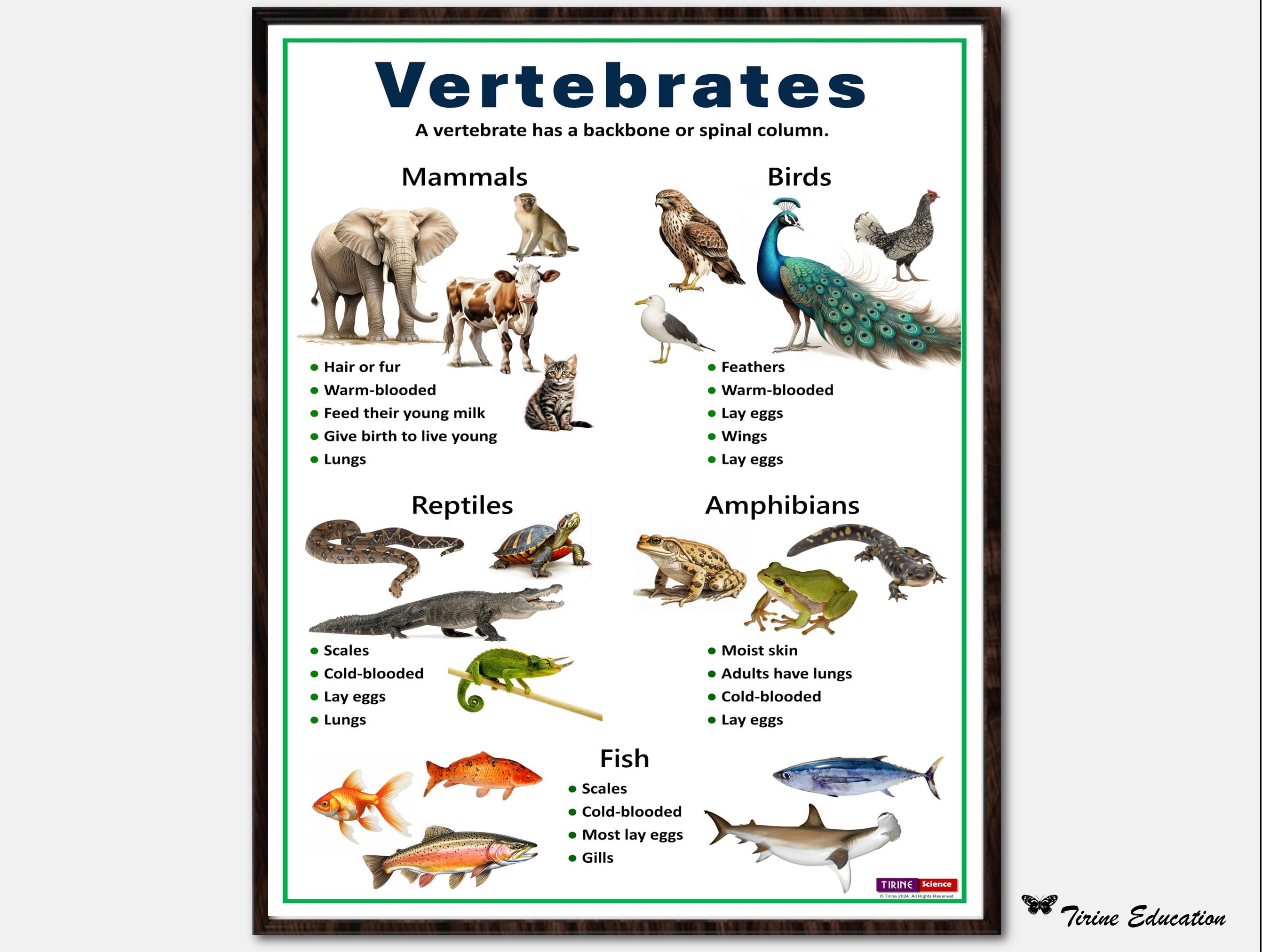 Vertebrates, Classification, Biology Science Poster, Junior Science ...