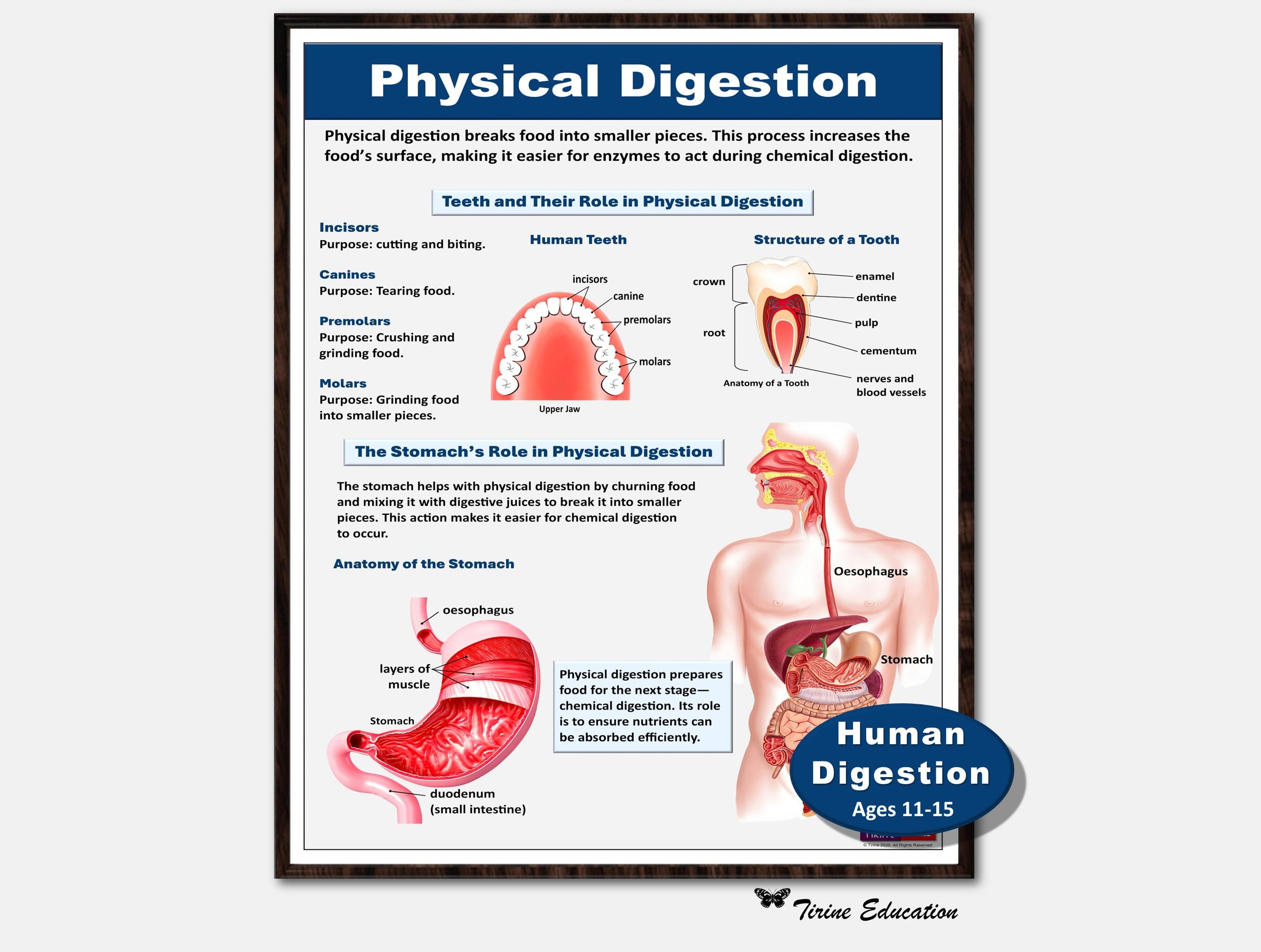 Physical Digestion Classroom Poster – Engaging Science Classroom Decor Illustrating Teeth ...