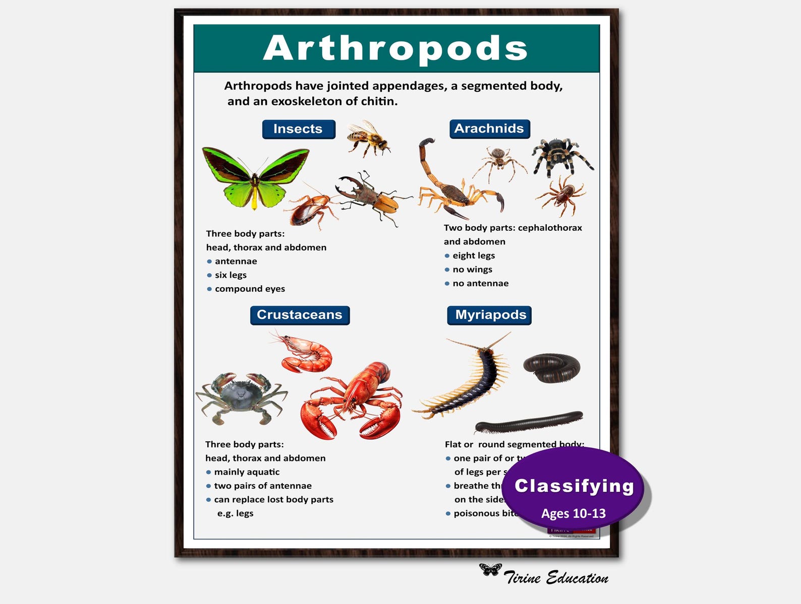 Arthropods Classroom Poster – Engaging Science Classroom Decor ...