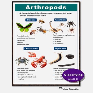 Arthropods Classroom Poster – Engaging Science Classroom Decor ...