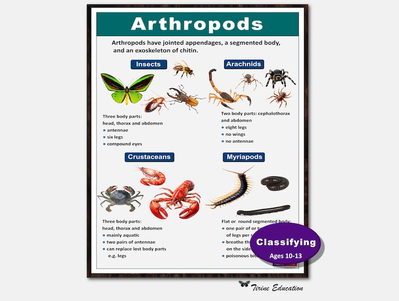 Arthropods Classroom Poster – Engaging Science Classroom Decor ...