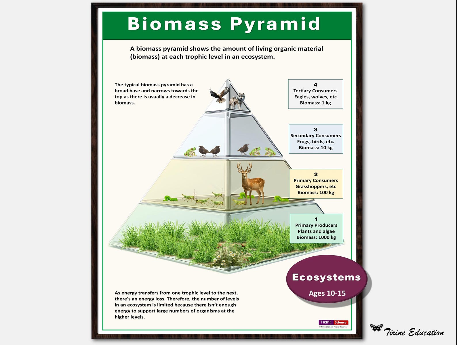 Biomass Pyramid Classroom Poster – Engaging Science Classroom Decor ...
