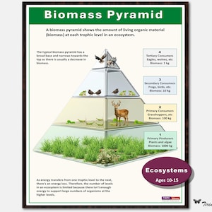 Biomass Pyramid Classroom Poster – Engaging Science Classroom Decor ...