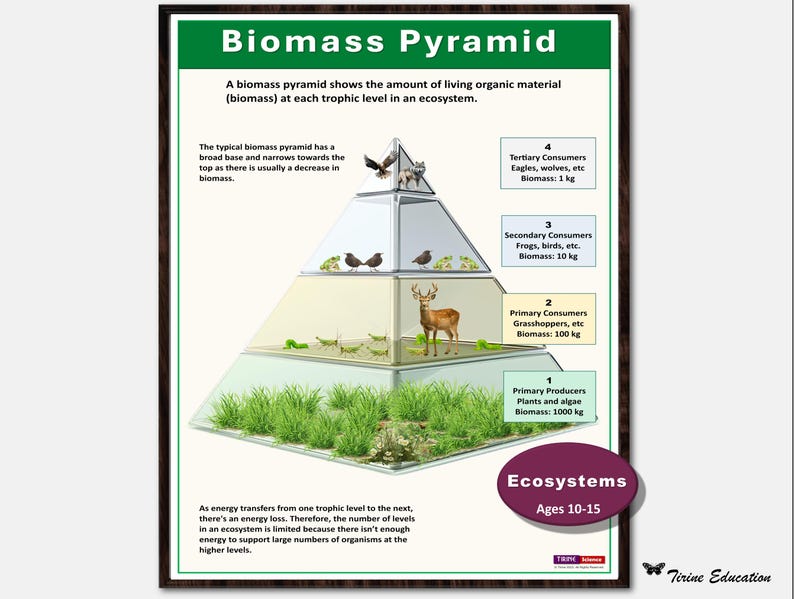 Biomass Pyramid Classroom Poster – Engaging Science Classroom Decor ...