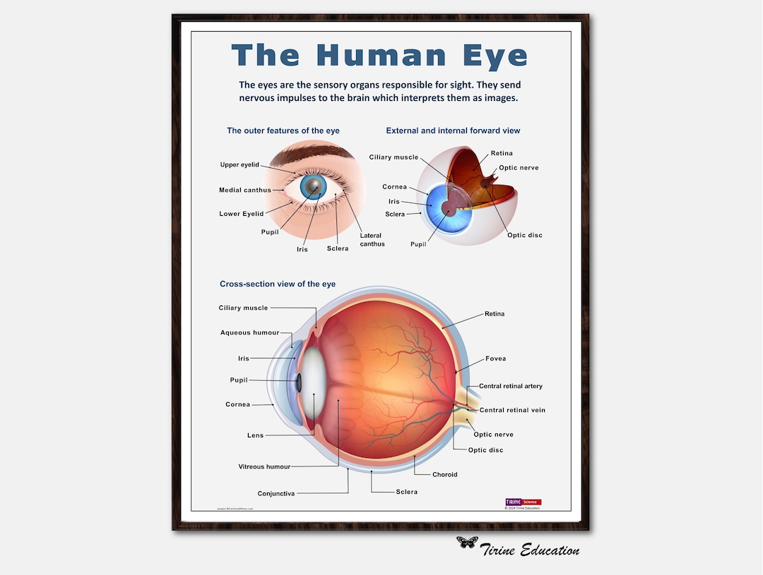 The Human Eye Poster, Middle School Science, High School Science ...