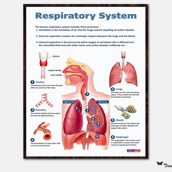 Respiratory System Poster for Classroom - Etsy