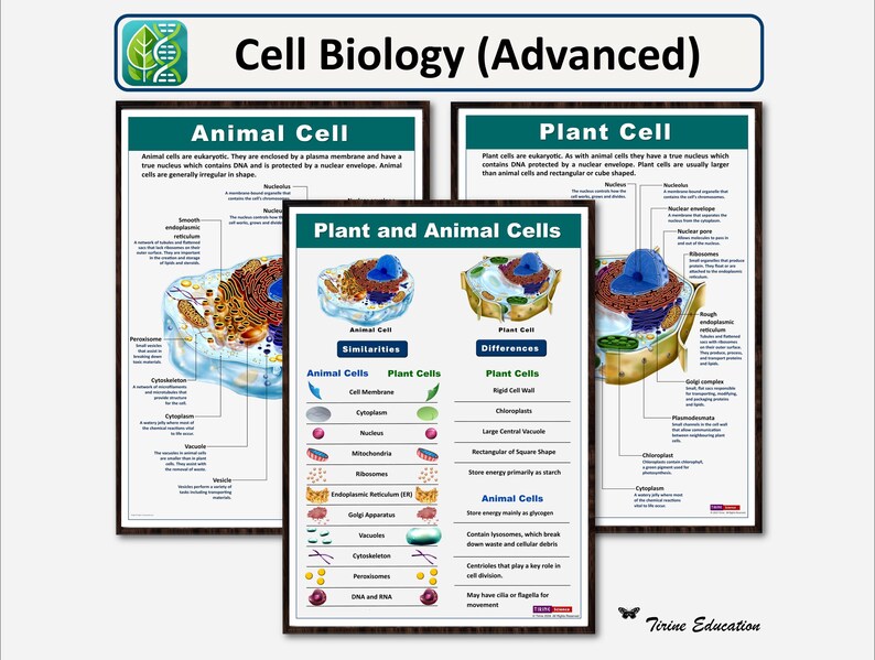 Biology Posters, Science Posters, Printable, Digital, Cell Biology ...